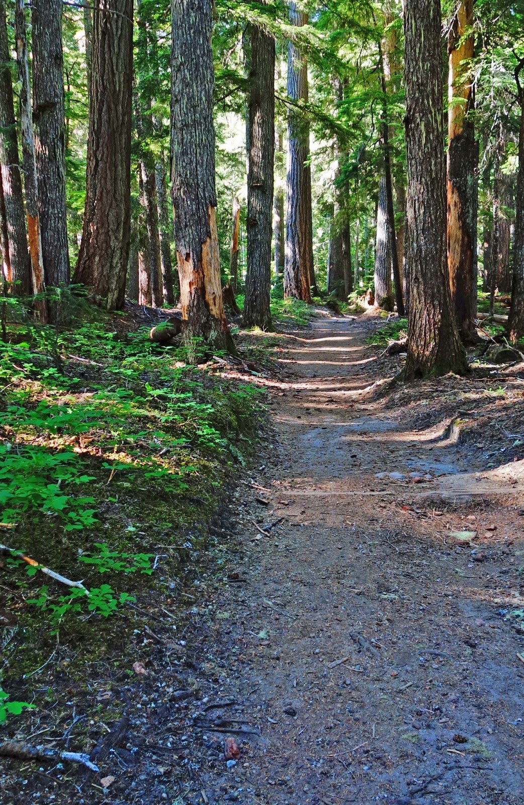 La Lair On Wheels: Mount Rainier National Park's Summerland Trail is ...