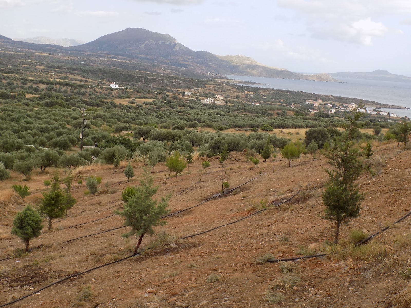 ELIKA-MARATHIAS: Δασος Αi Γιωργη 18/06/15