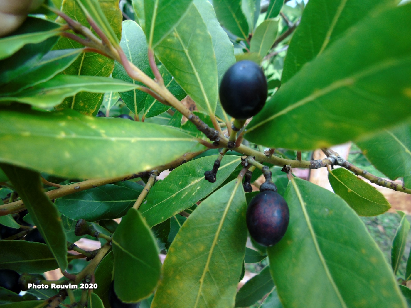 ΡΟΔΟΣυλλέκτης: Δάφνη: Ένα αρωματικό φυτό με θεραπευτικές δράσεις ...