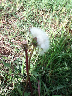 Photography Project: Close Up Examples