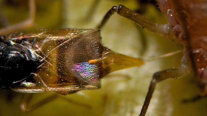 ムシをデザインしたのはダレ？: ツヤコバチ科 ( Aphelinus sp. ) 産卵