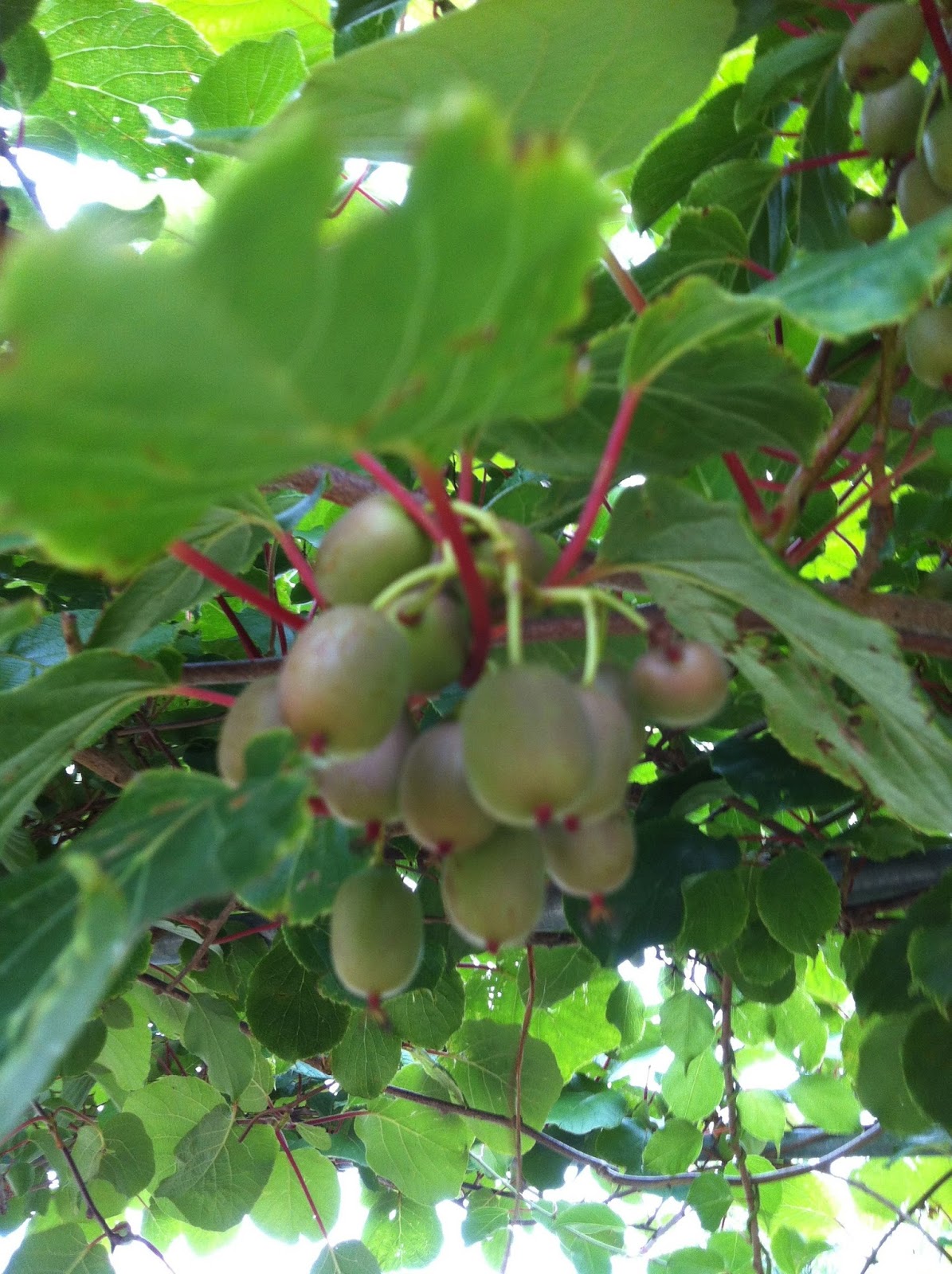 Historias y Pinturas: Kiwis y Kiwiños