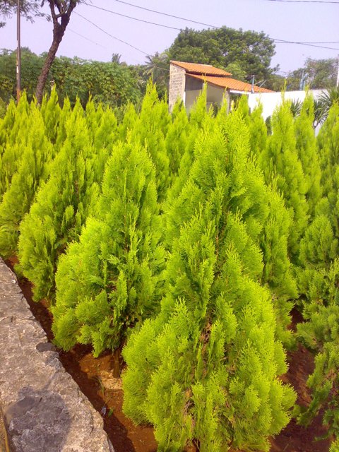 JUAL CEMARA MORPOK | CEMARA LILIN | CEMARA KIPAS | CEMARA PINUS ...