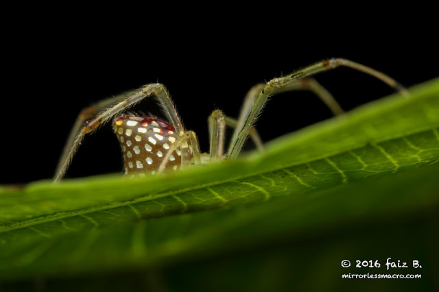 Mirrorless Macro Photography: Have I stopped going Mirrorless?