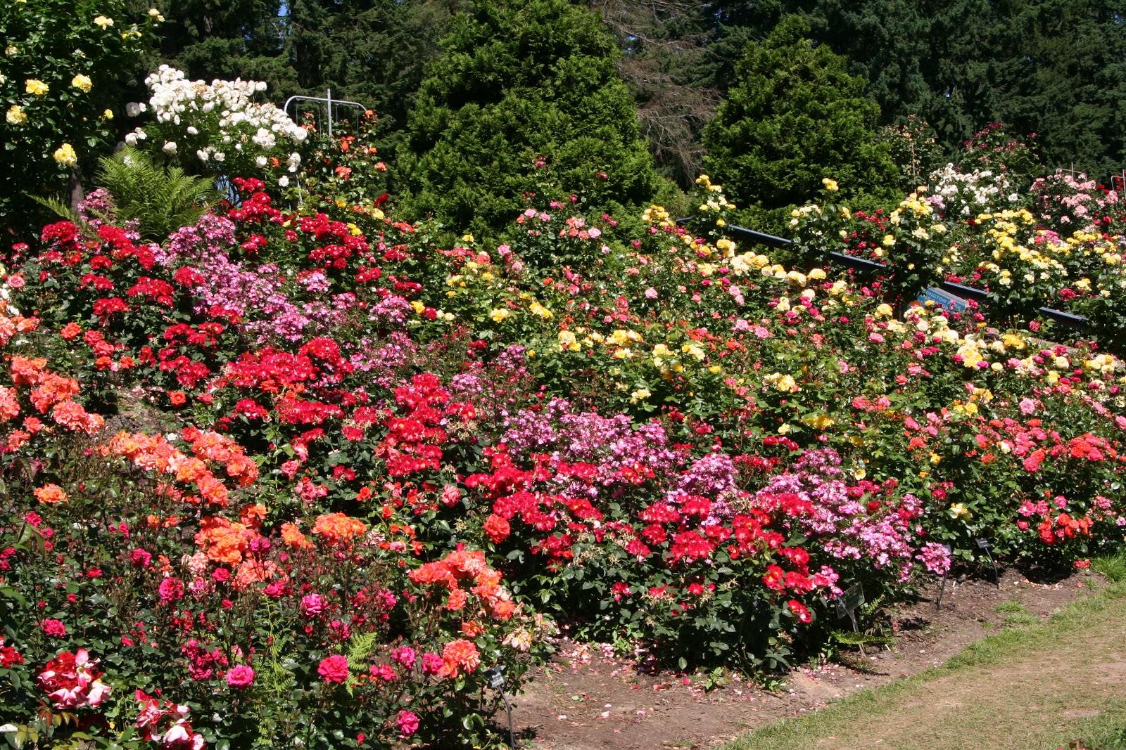 Wilson24-15: International Rose Test Gardens
