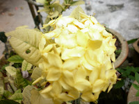 mulakan dengan bismillah.....: bunga siantan