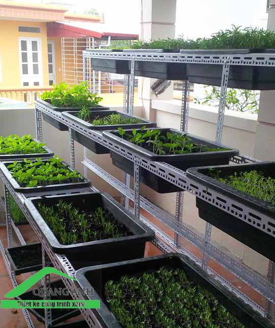 Hướng dẫn cách trồng rau ăn lá tại nhà | trồng rau sạch tại nhà ...