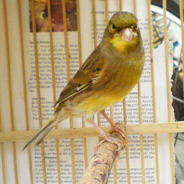 JOGJA BIRD FARM: KENARI