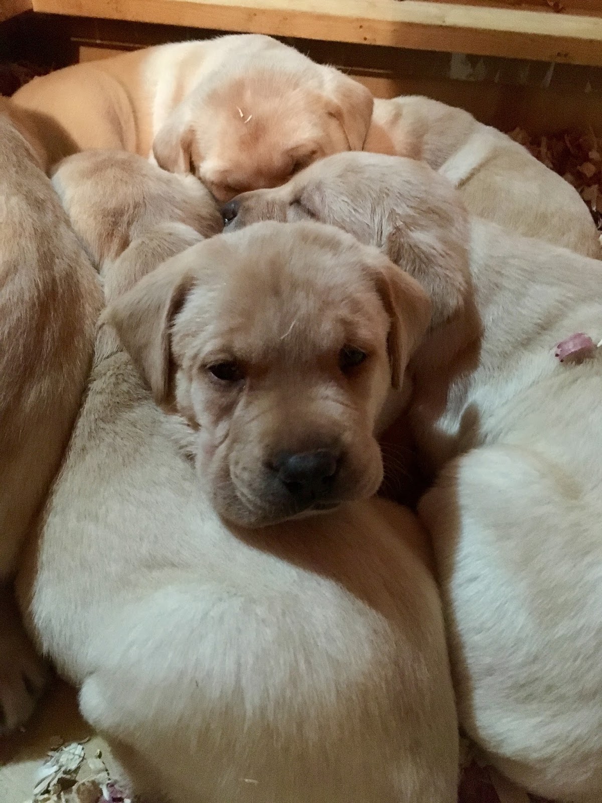 Rock Solid Pointing Labs: 4 weeks Old