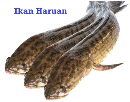 Anim Agro Technology: IKAN HARUAN DAN FAKTA MENARIK