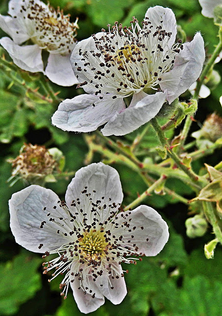 Mike's Cornwall: 15 Photos of Flowers in Cornwall, England