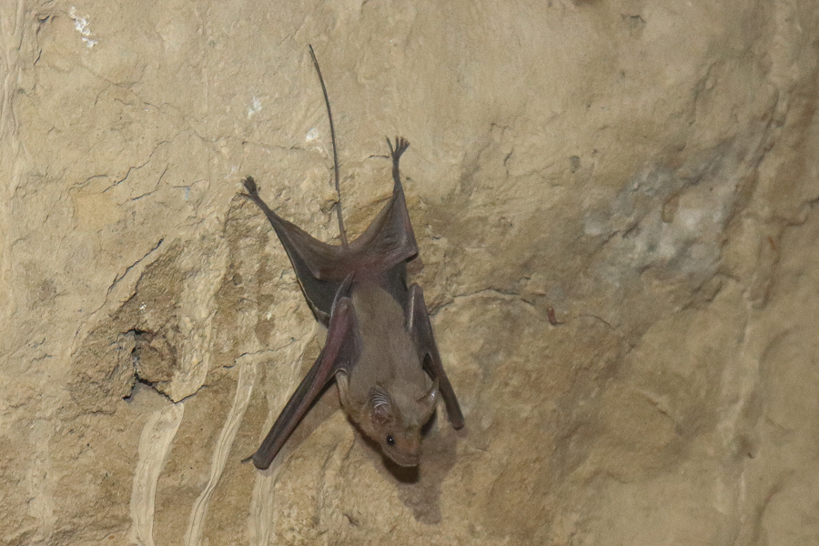 Birds of Saudi Arabia: Greater Mouse-tailed Bat – Dhee Ayn
