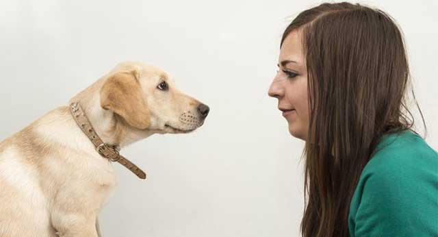 Nothing To Do With Arbroath: Dogs help university interview potential ...