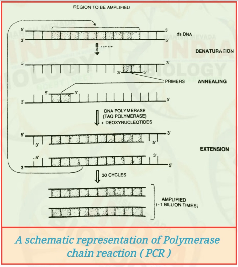 Amplification of Gene Of Interest Using PCR | polymerase chain reaction ...