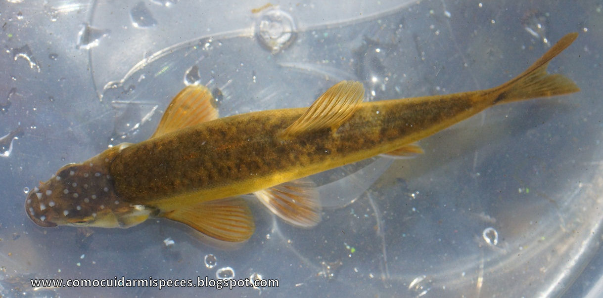 Piscardo - Phoxinus Bigerri o Phoxinus phoxinus