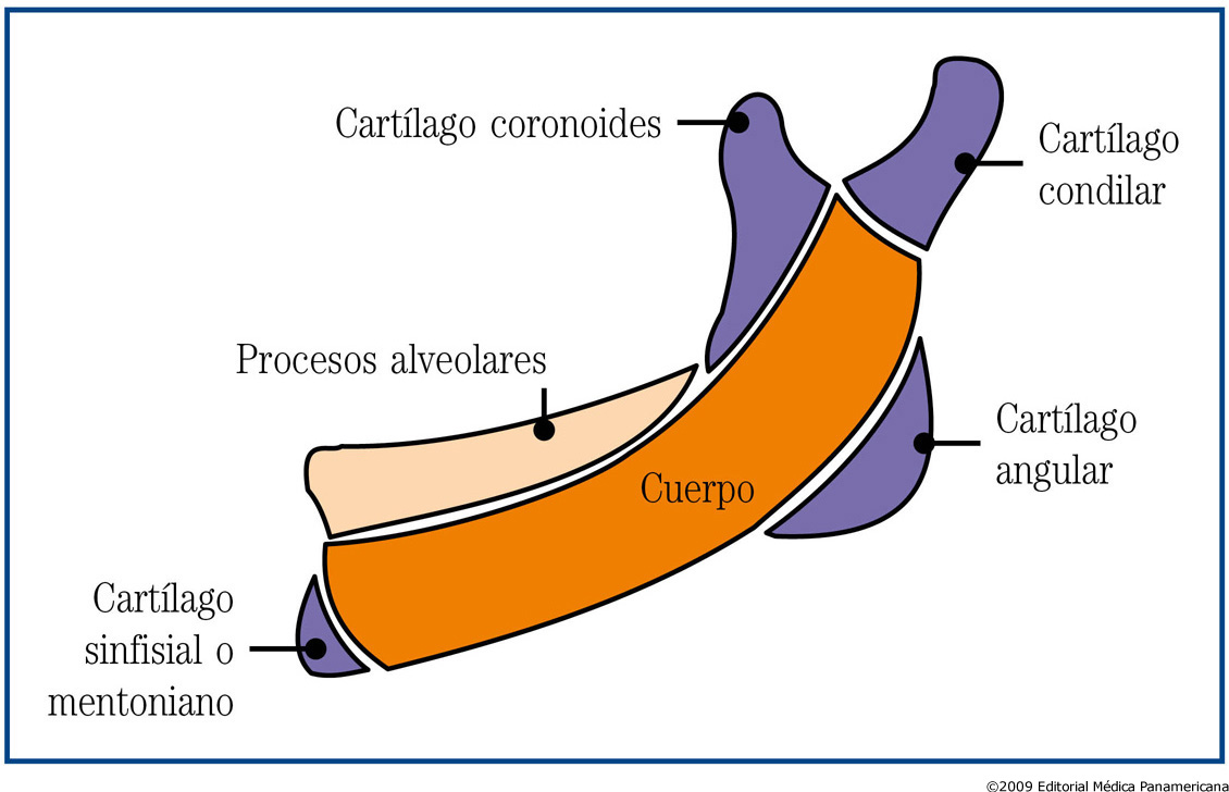 Embriología BucoDental: Clase #3.5