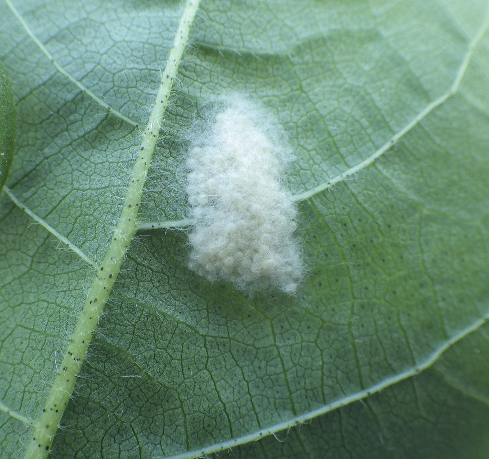 Upper Coast IPM: Cotton Pest Update