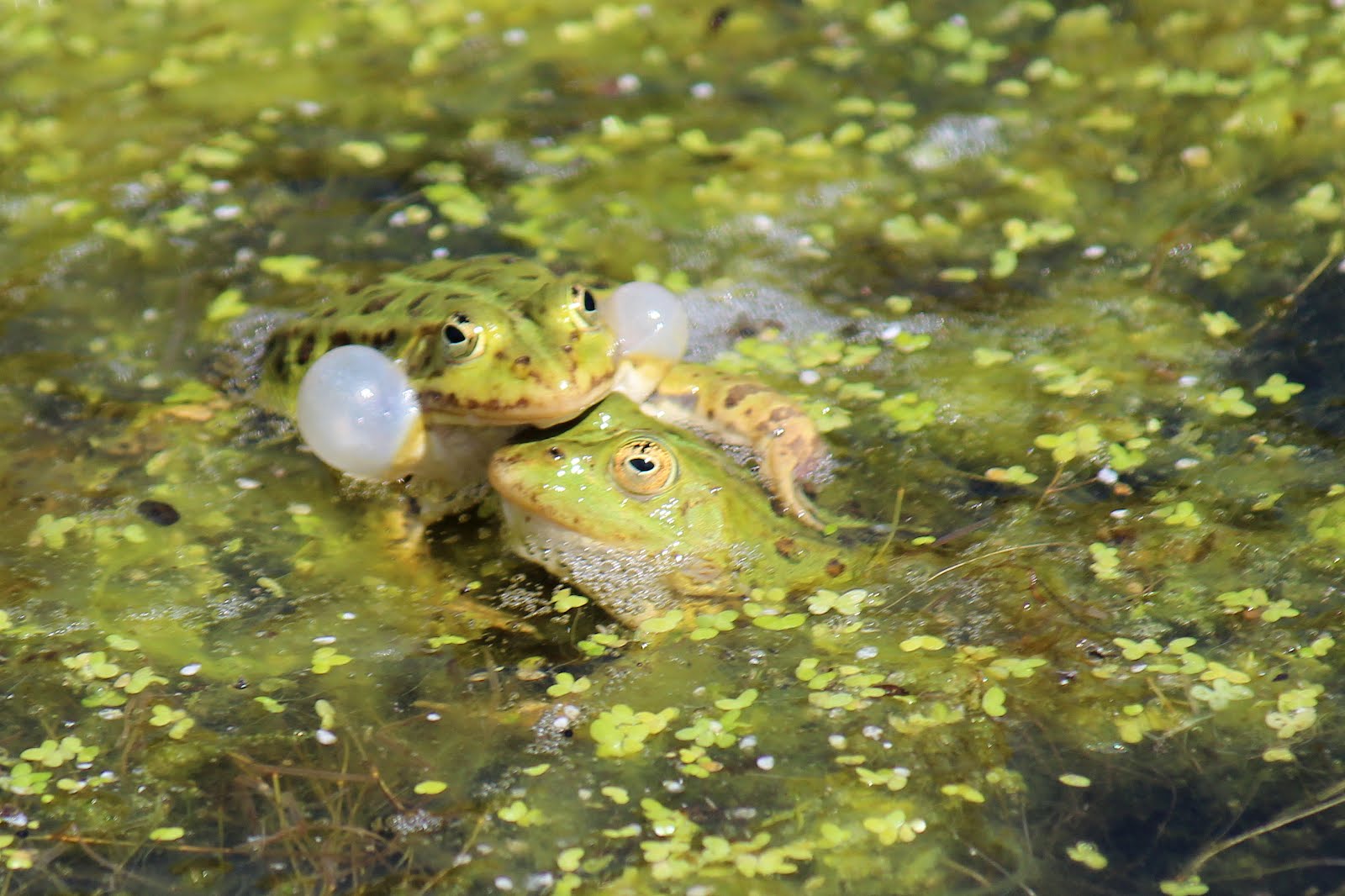 Amfibieën en Reptielen: 'Alle' Soorten