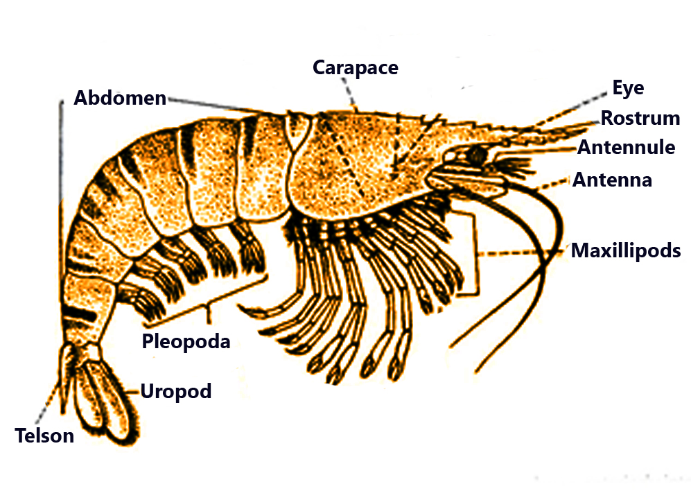 B. Sc. - II Animal Diversity- IV (Old) : Phylum Arthropoda - Chart
