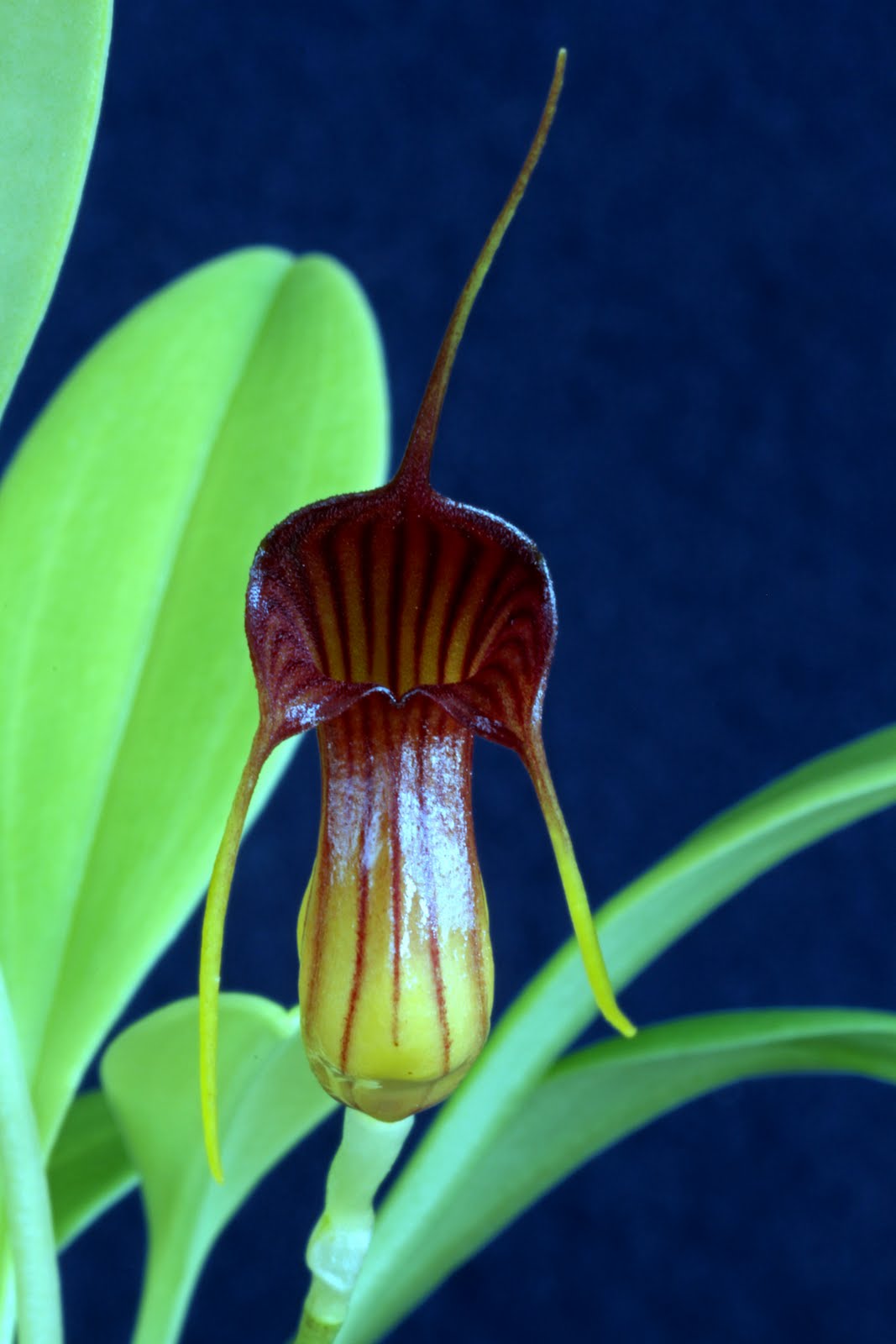 Orchids in Bloom: Masdevallia filaria