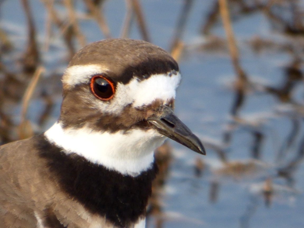 Geotripper's California Birds: Killdeer at the Merced National Wildlife ...