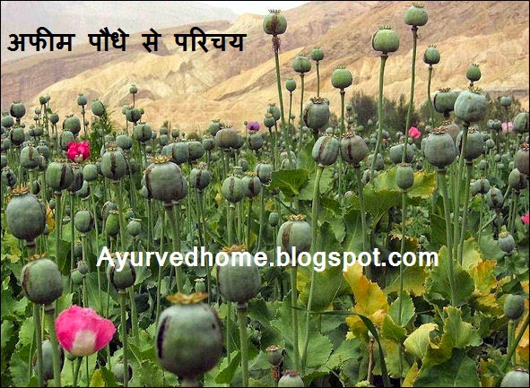 Ayurveda Home and Remedies with Nature: Afeem Ka Paudha | अफीम पौधे से ...