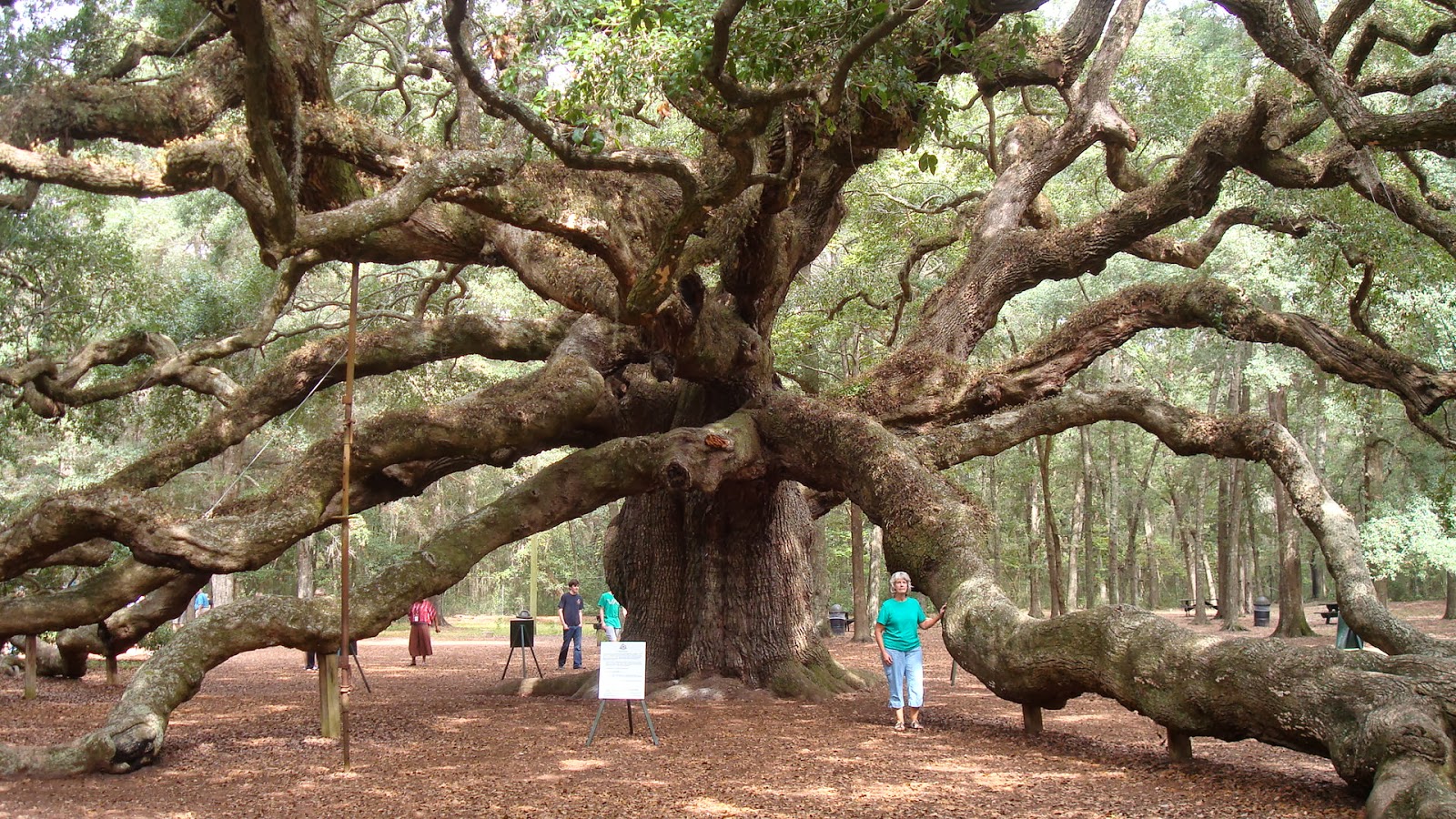 Eas-On Down The Road: # 40 The Angel Oak Tree