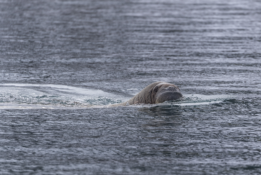 Light in the Valley: Pinnipeds and Cetaceans