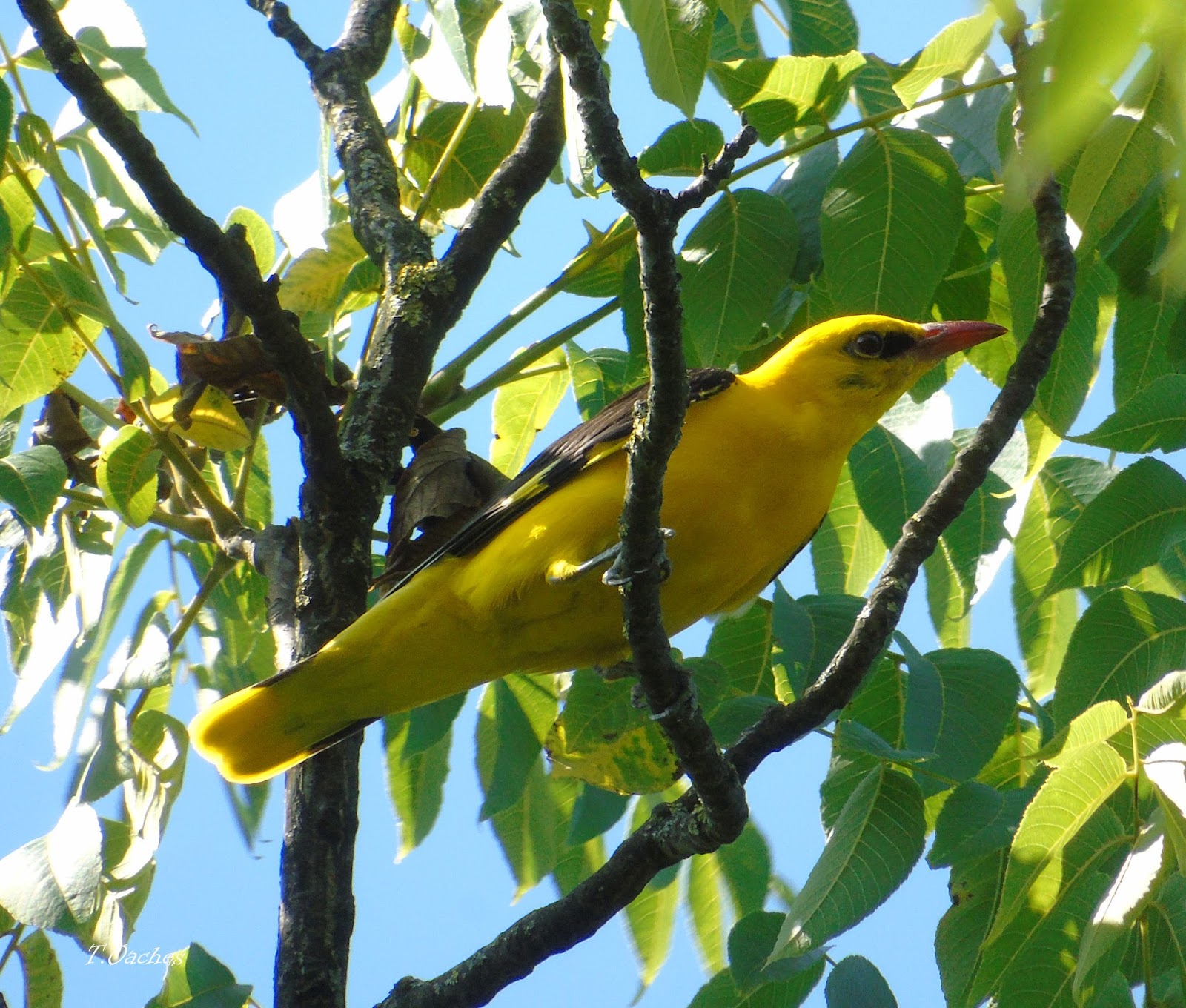 PASARI DIN ROMANIA: GRANGUR, Oriolus oriolus
