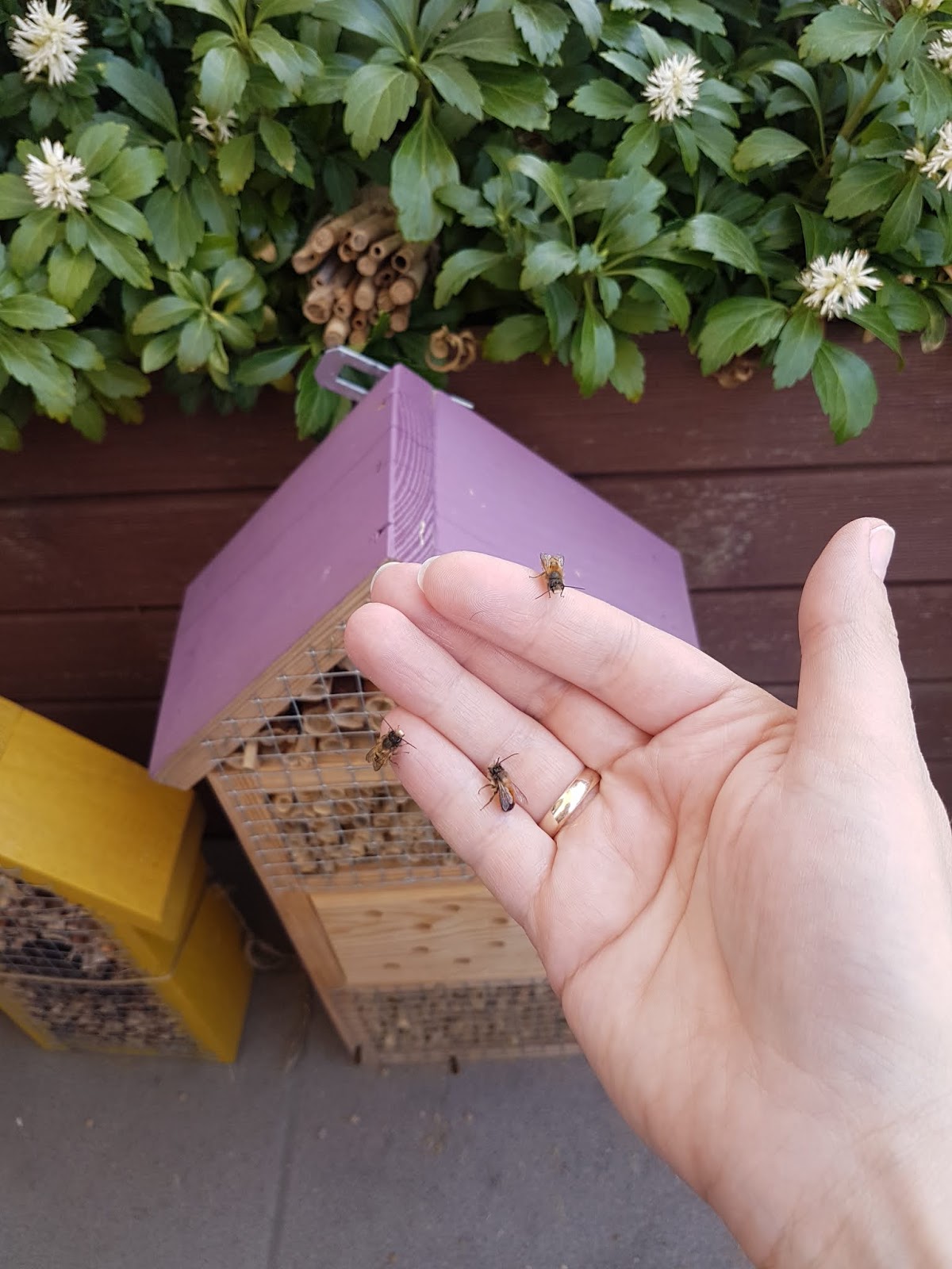 OAZA ZIELENI: Nowe domki dla murarek ogrodowych