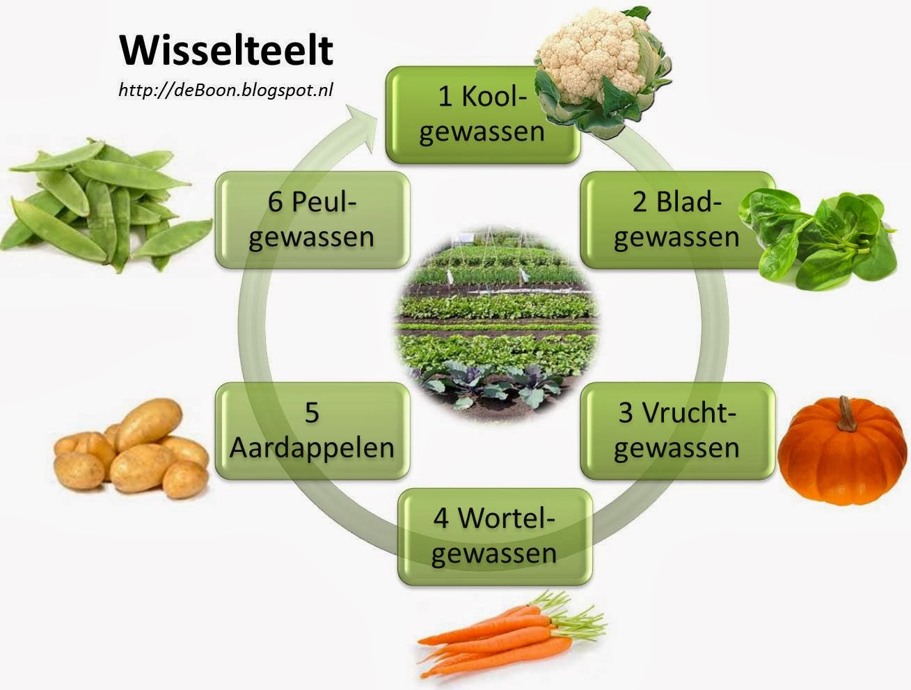 Wisselteelt.jpg (1309×991) | Groententuin, Moestuin tips