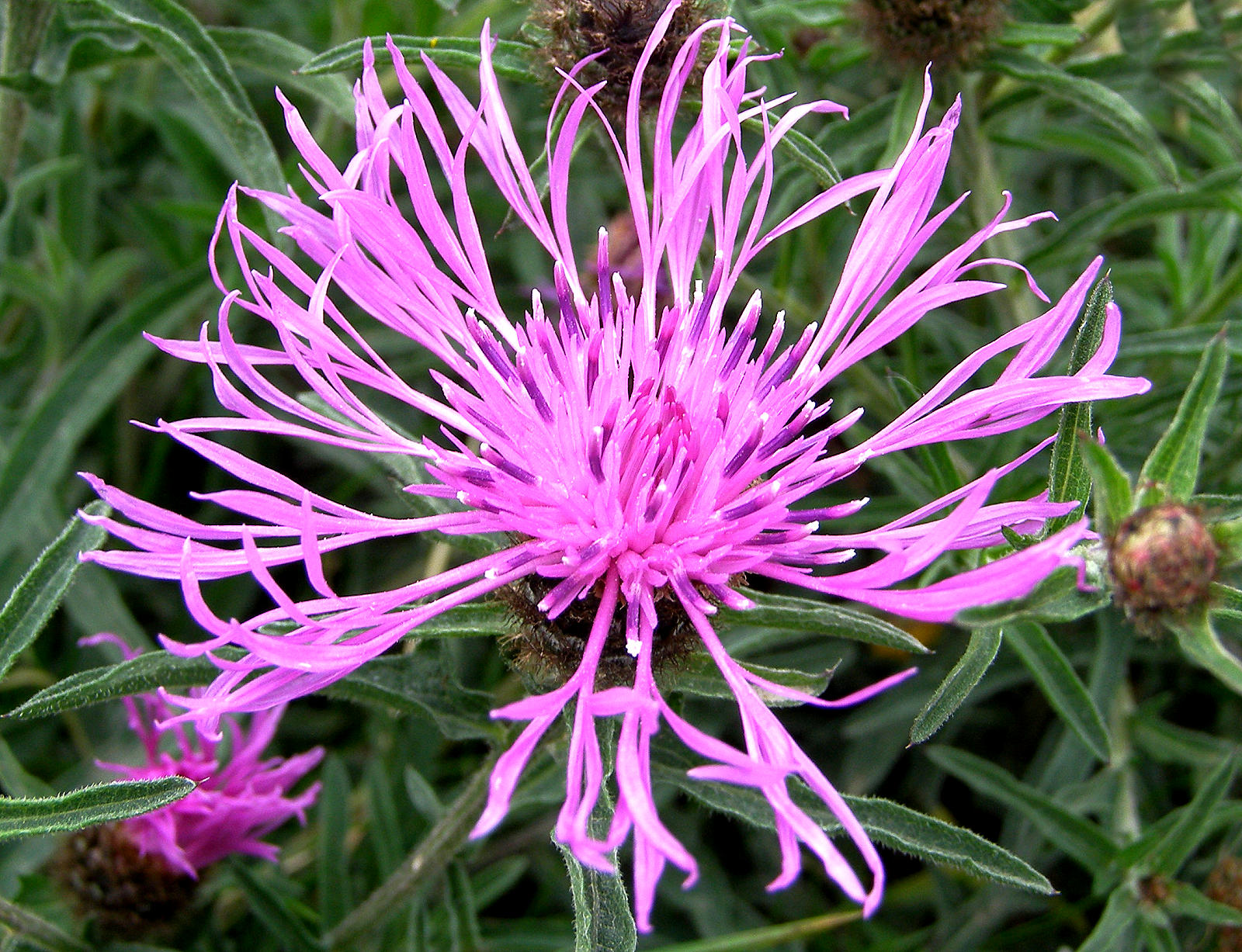 Random Jottings: June 2011