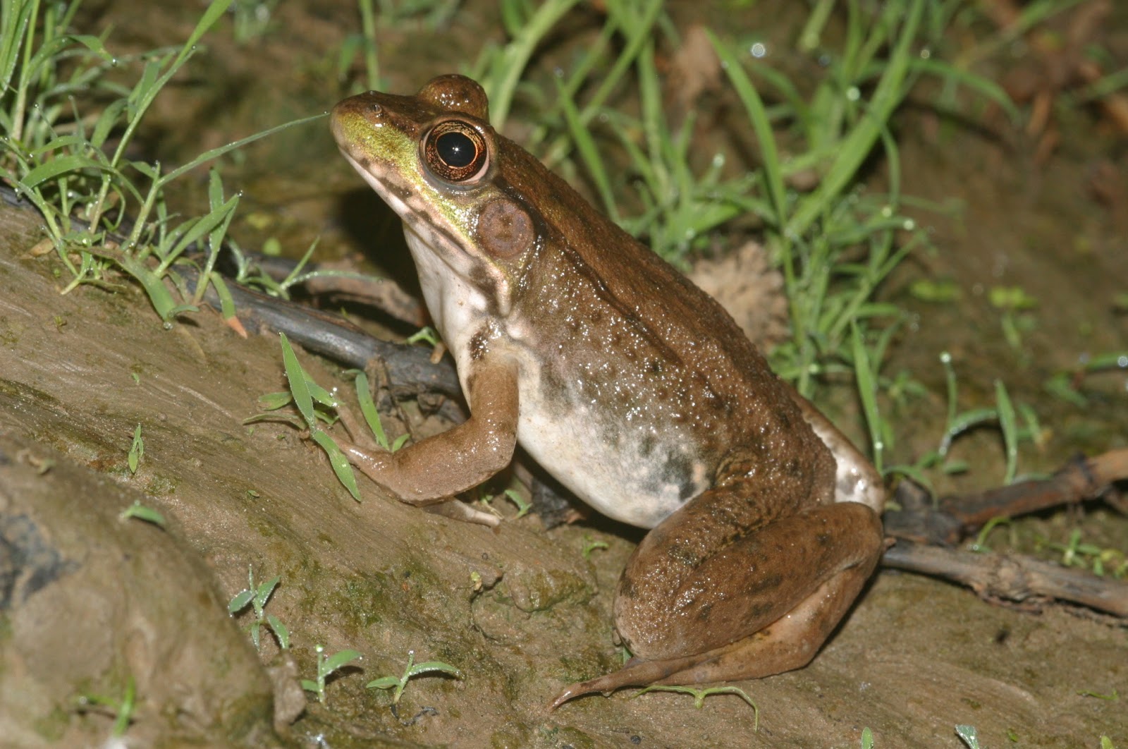 Earth and Space News: North American Green Frog Habitats Are Fresh ...