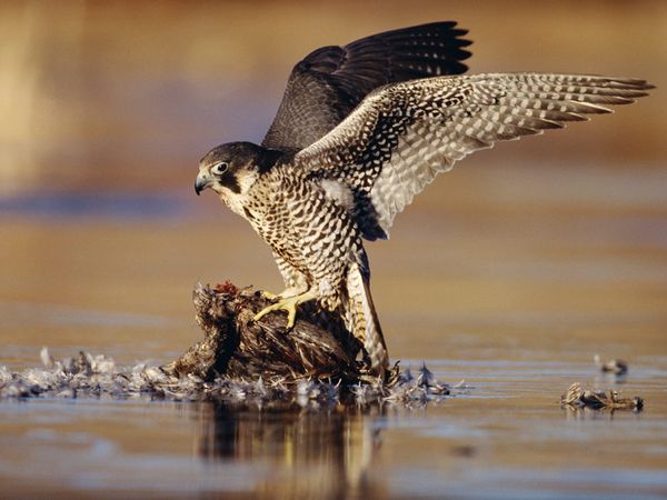 Falcon | The Life of Animals