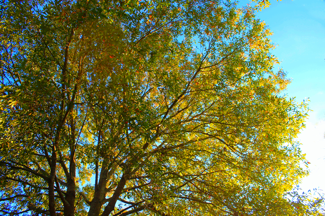 The Barthet Gallery: 2019