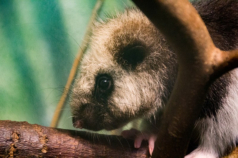 This Species of Giant Rats Live in the Cloud Forests of Mt. Pulag