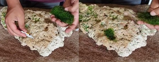 How To Attach Java Moss To A Rock