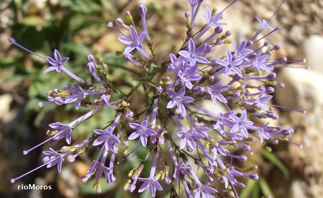 Flor de viuda: Trachelium caeruleum | Plantas rioMoros
