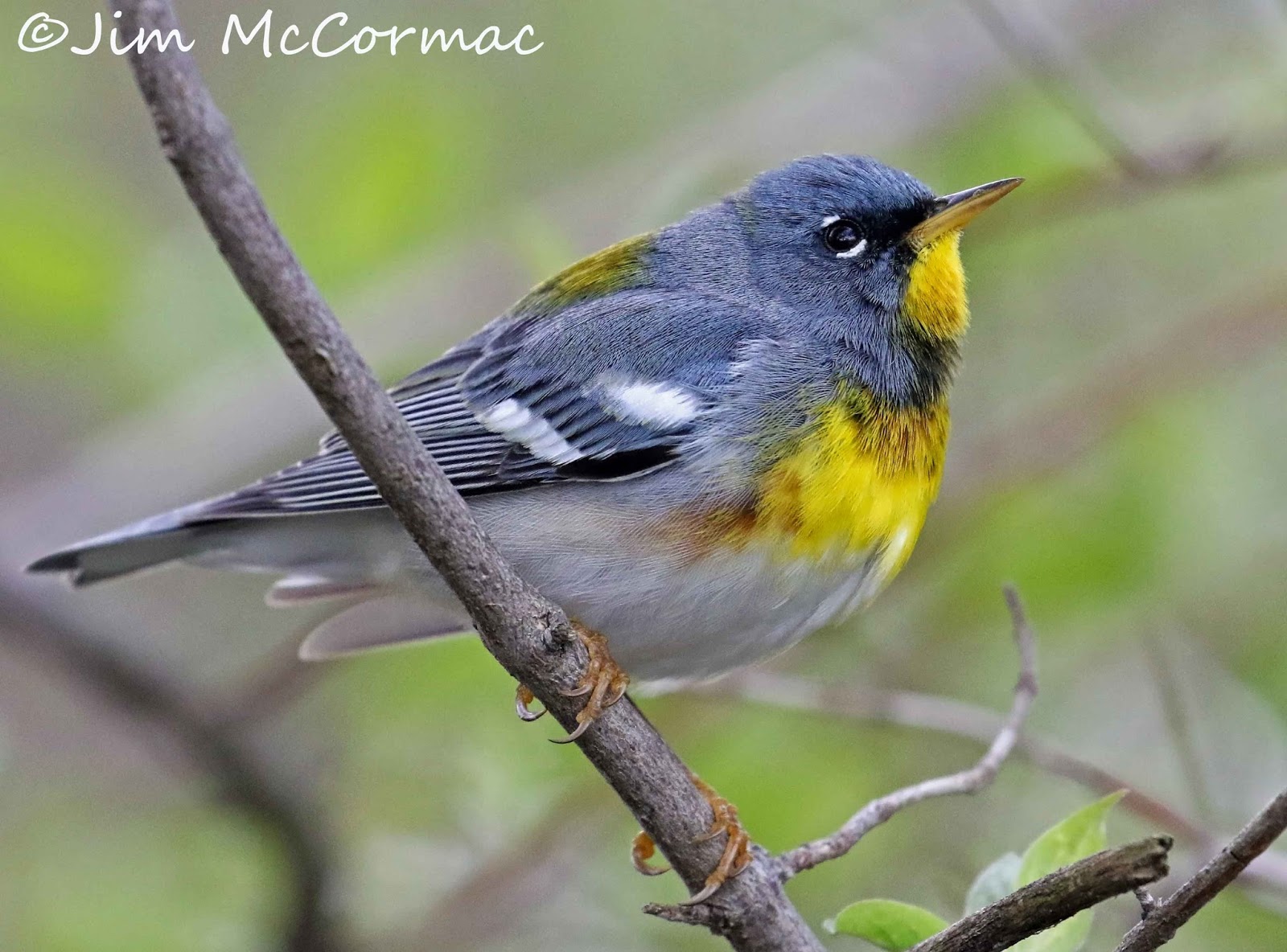 Ohio Birds and Biodiversity: A warbler extravaganza at Magee Marsh ...