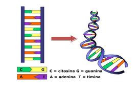 Ana María Cabrera Molina: Ácidos nucleótidos: Estructura del ADN y ARN.