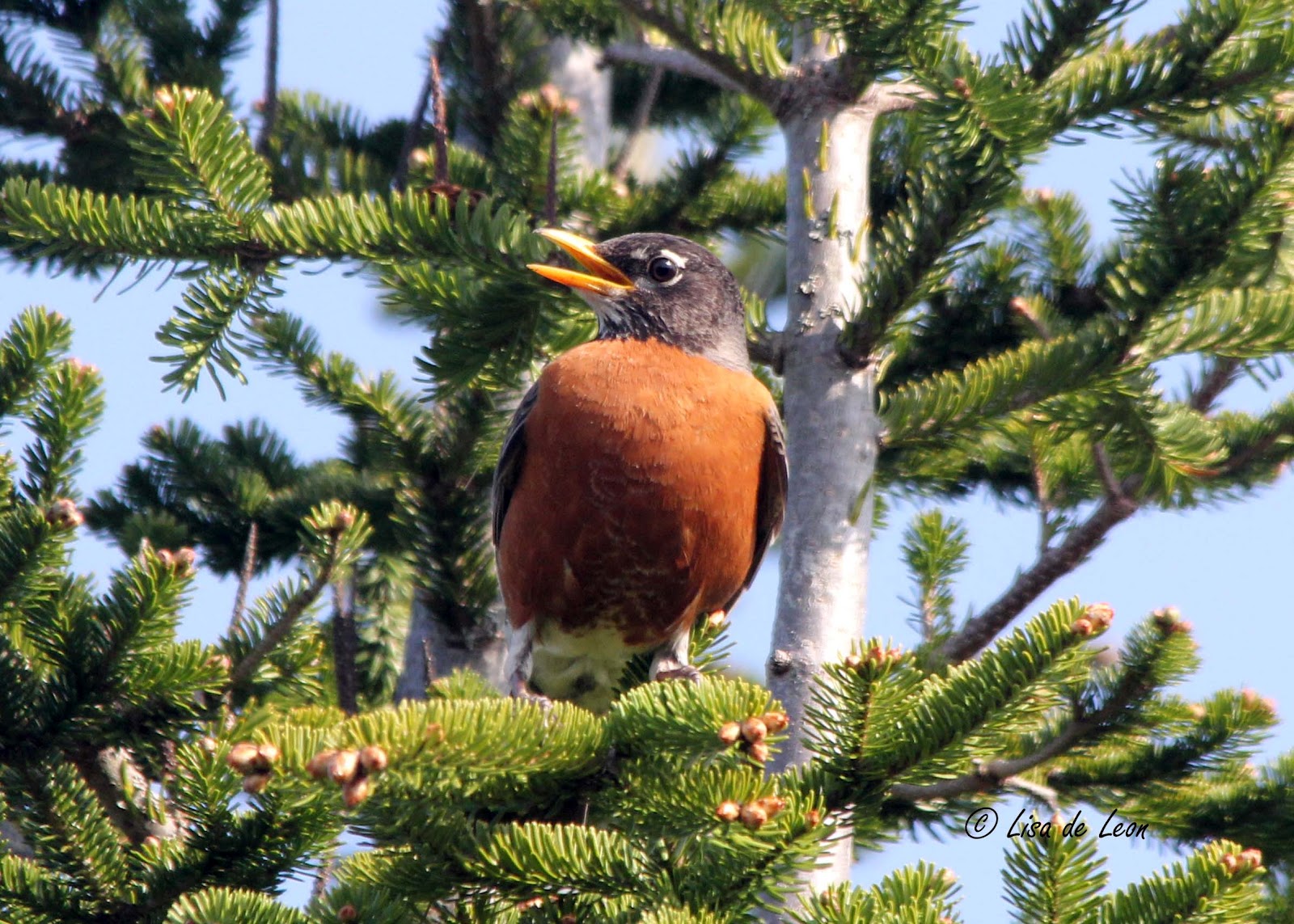Birding with Lisa de Leon: American Robin - Nesting Behaviour