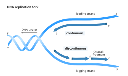 What is DNA Replication