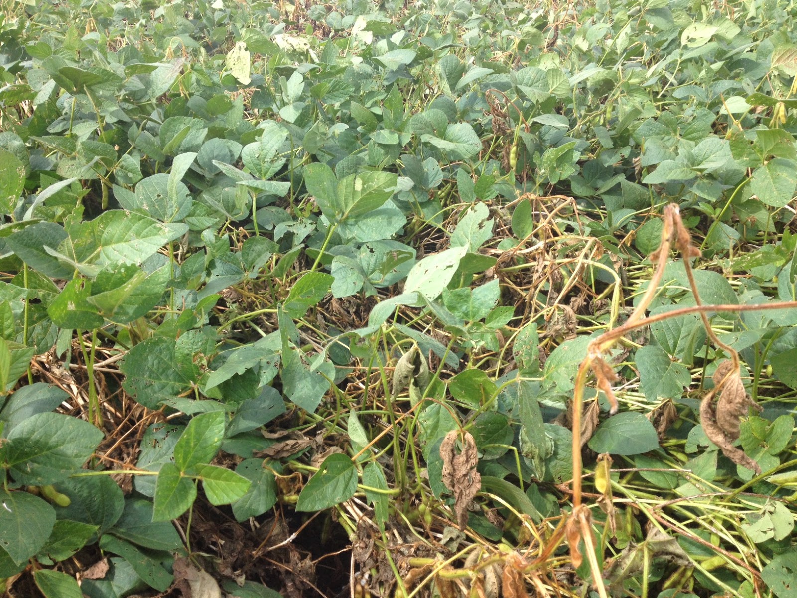 Better Crops by Barker: The Bermuda Triangle