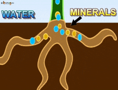 SONU ACADEMY: TEXT: TRANSPORTATION IN PLANTS - CLASS-VII CBSE