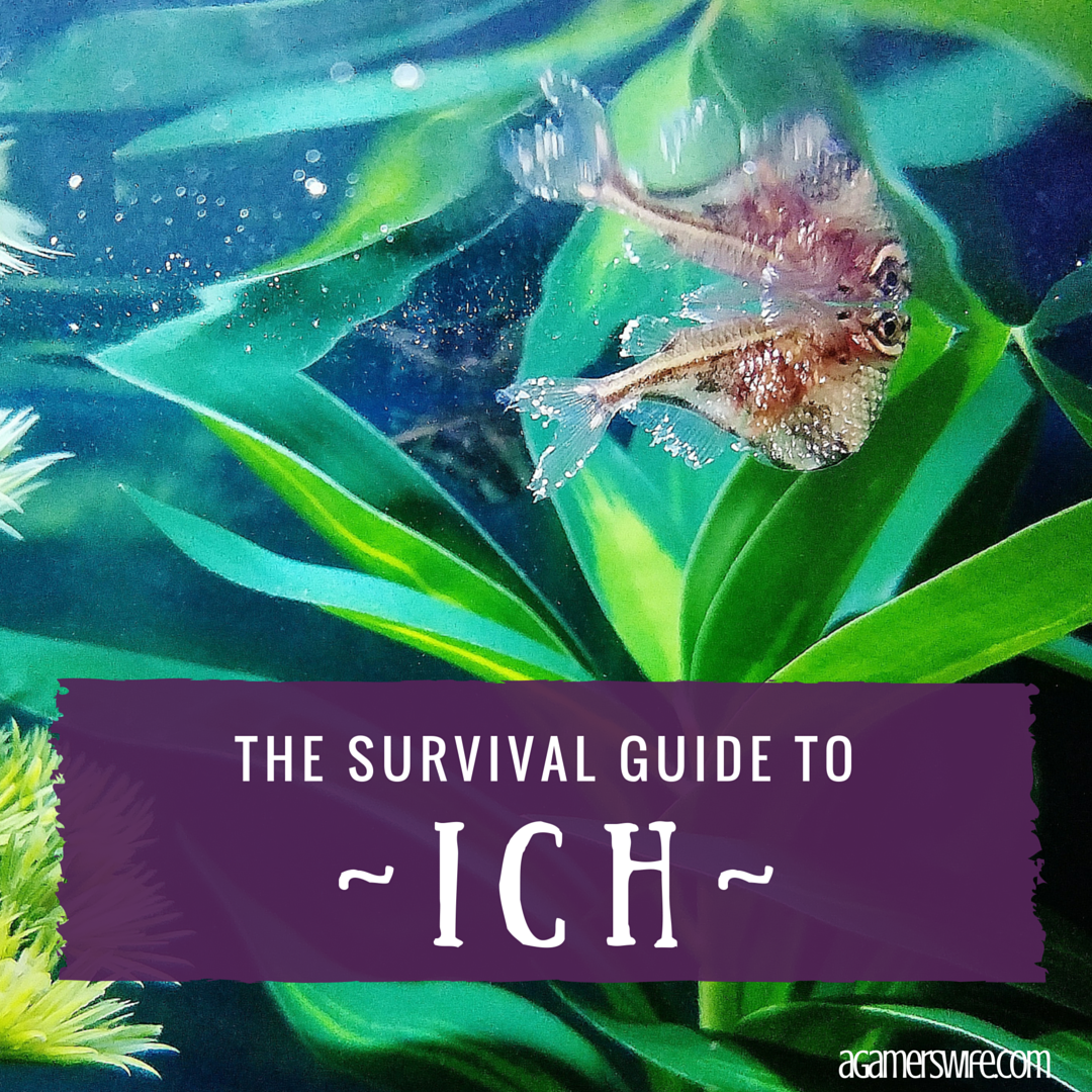 A GAMER'S WIFE: The Survival Guide to Ich