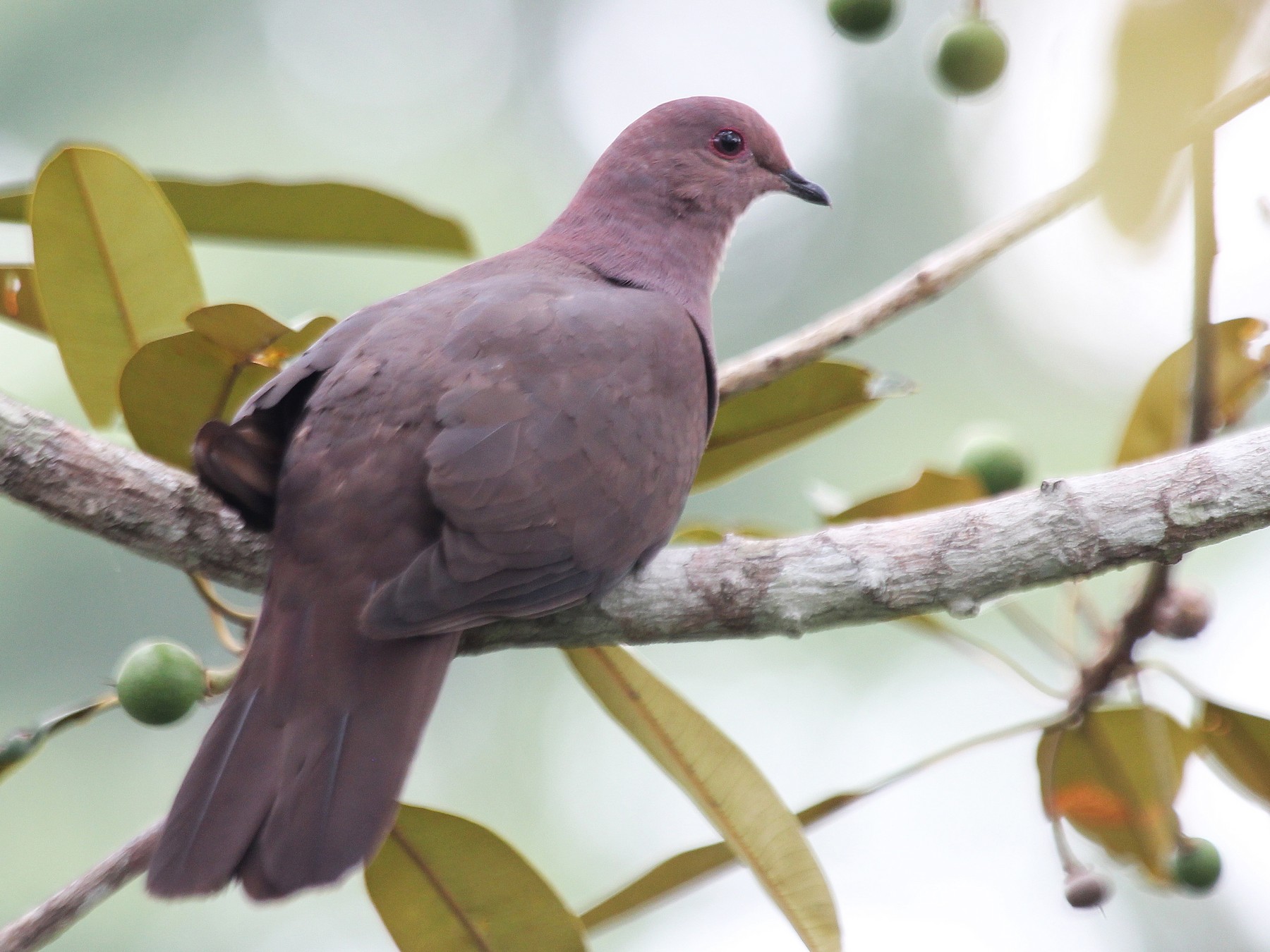 Cazador Mexicano: Tipos de palomas en Nuevo León
