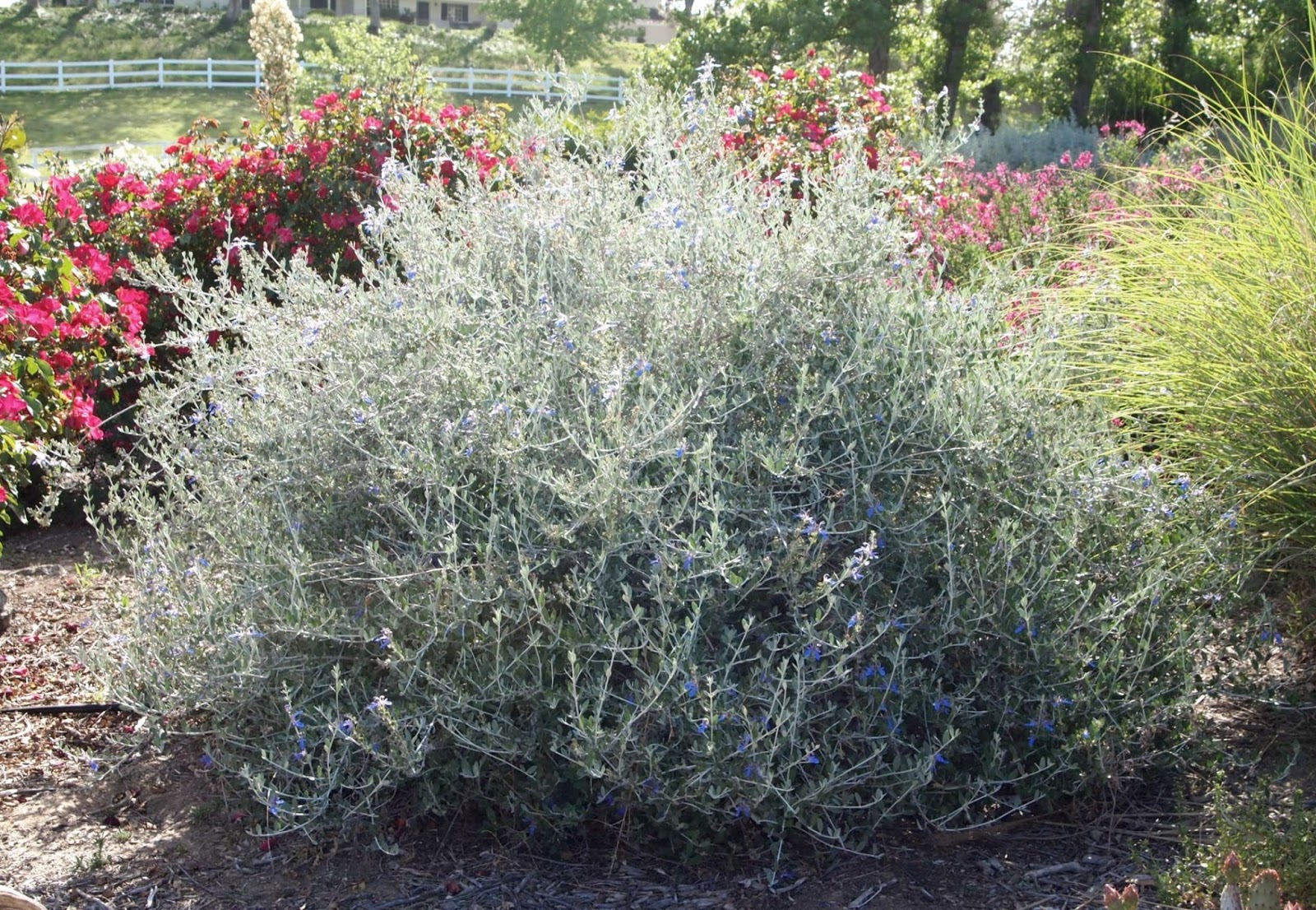teucrium fruticans - France news collections