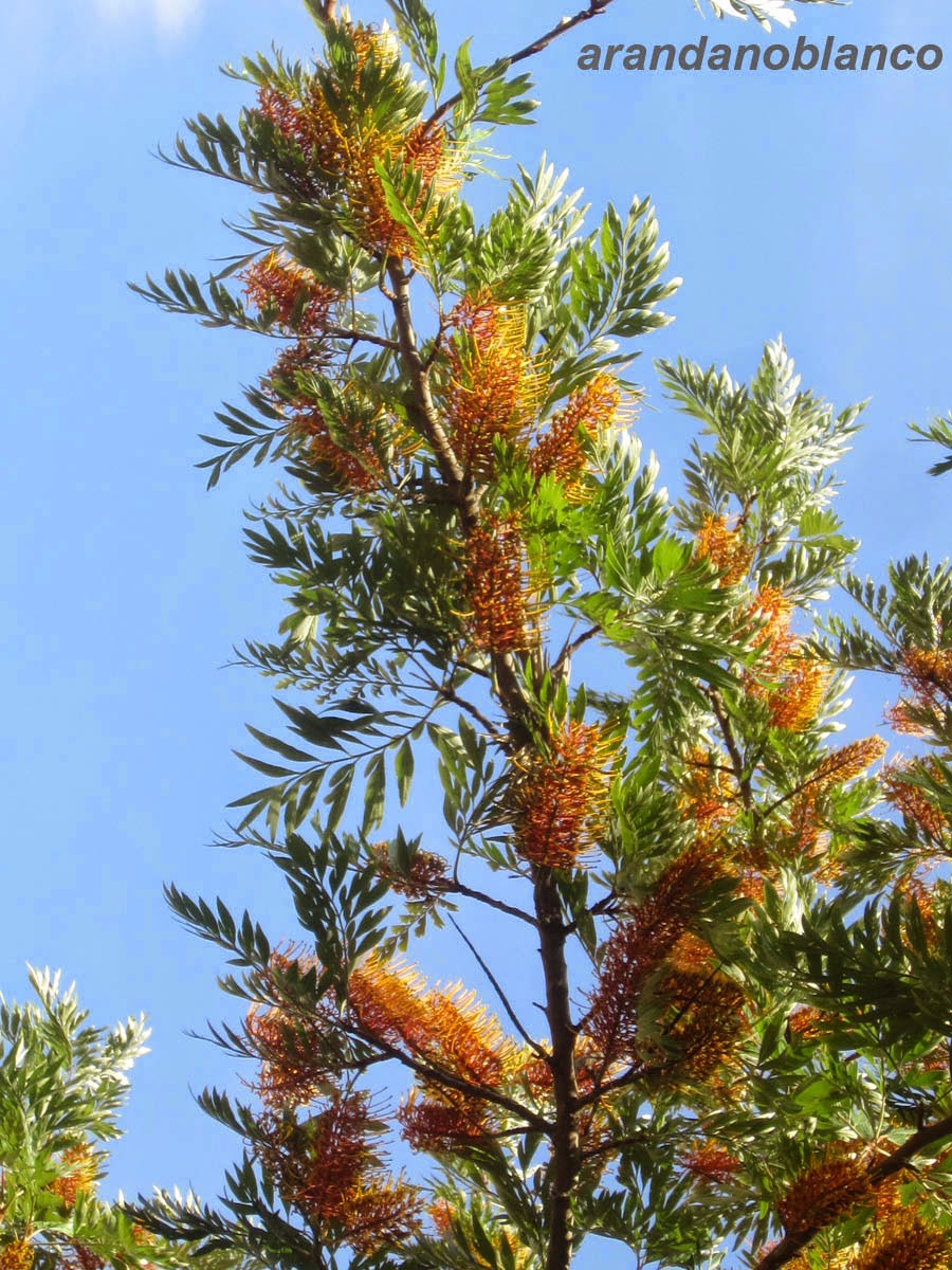 parquealamillo-encinarosa: Roble australiano / Grevillea robusta ...