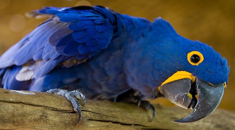 Birds Talking Too: RIO