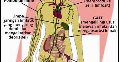Sistem limfatik | Biologi : Sistem Kekebalan Tubuh